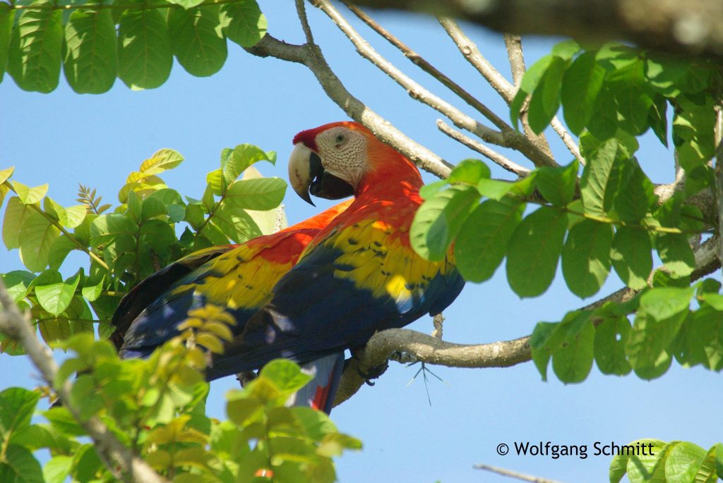 Costa Rica - documentary about an earth-shattering country! • TROPICA VERDE