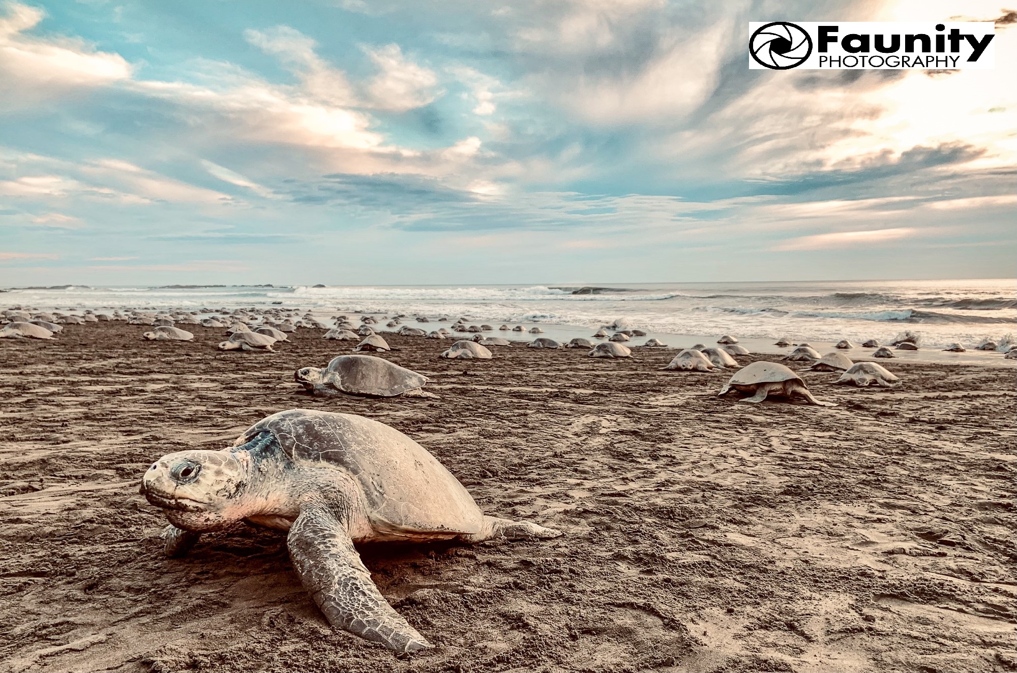 Arribada - The arrival of the sea turtles • TROPICA VERDE